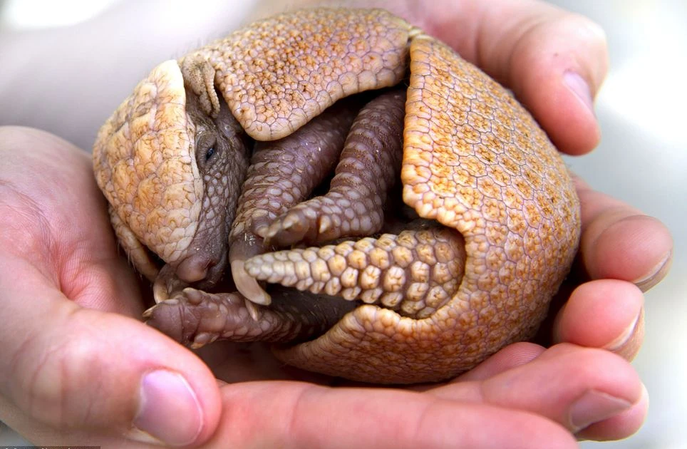 Ảnh ấn tượng về con Tatu 8 tuần tuổi trong vườn thú Mỹ | Giáo dục Việt Nam